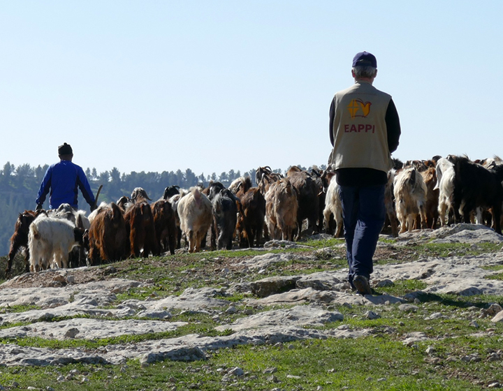 EAPPI: Begleitung am Checkpoint und auf der Weide